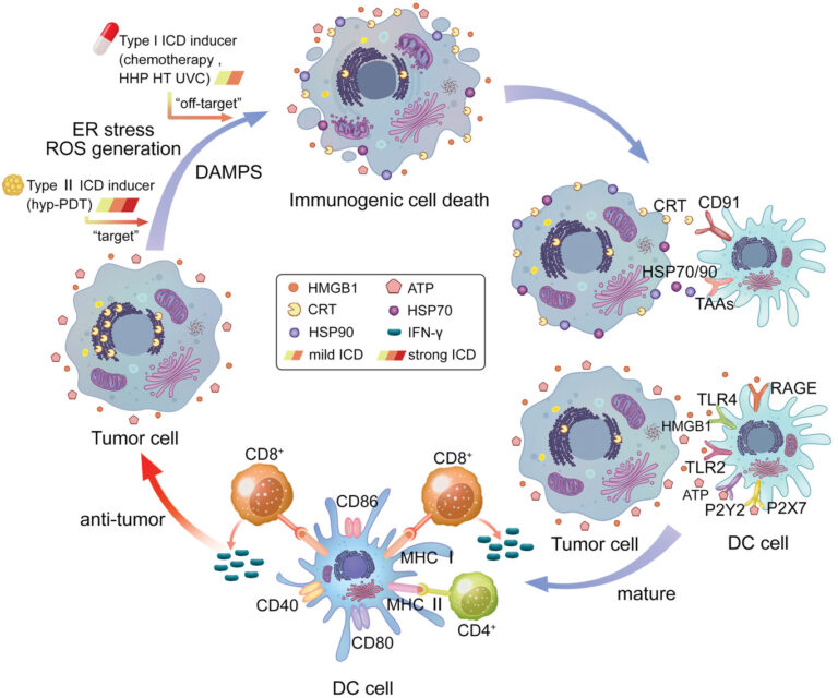 Immunogenic Cell Death in Hematological Malignancy Therapy - MediaMedic